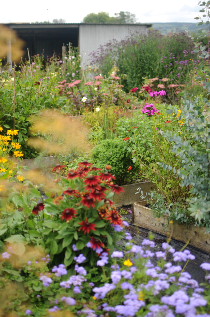 Tour an English Flower Farm - frolic!