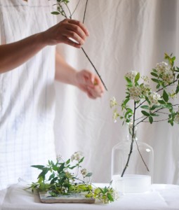 How to Cut Woody Spring Stems - frolic!