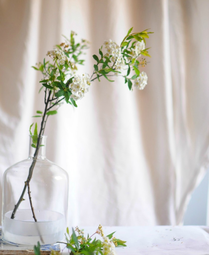 How to Cut Woody Spring Stems - frolic!