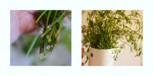 How to Bring Wilted Flowers Back to Life - frolic!