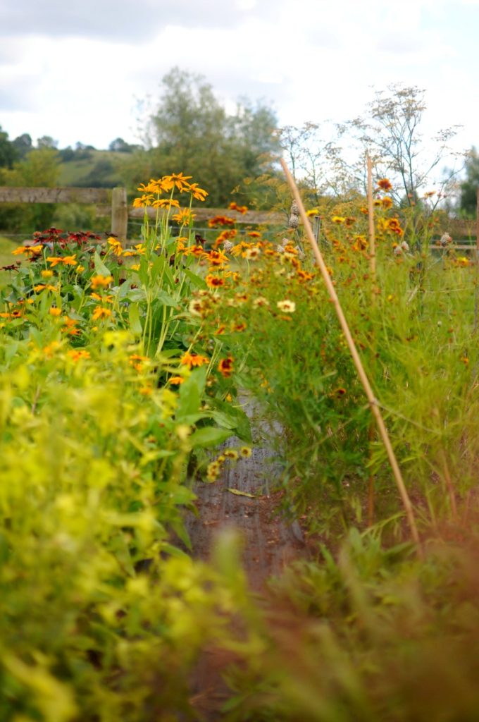 Autumn in the English Countryside - frolic!