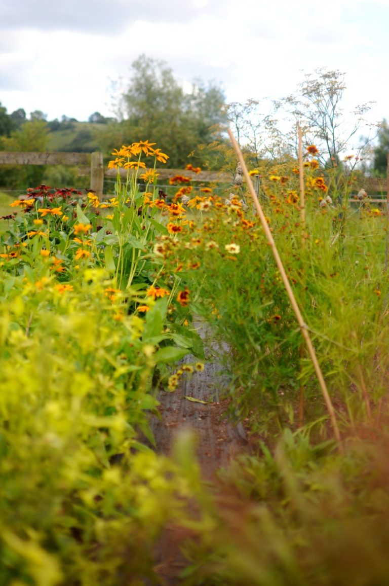 Autumn in the English Countryside - frolic!