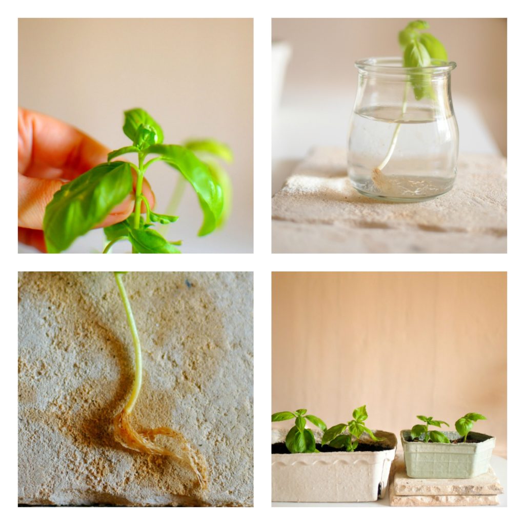 How to Root Basil Cuttings - frolic!