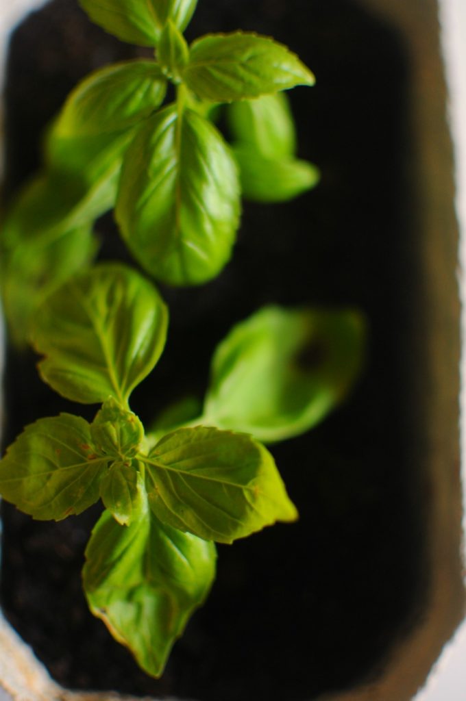 How to Root Basil Cuttings - frolic!